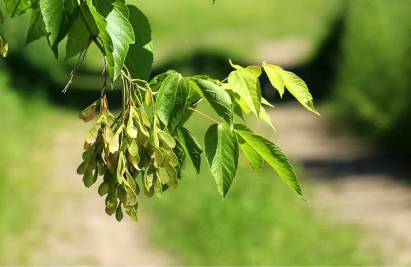 Esche : Buchmann Schreinerei AG