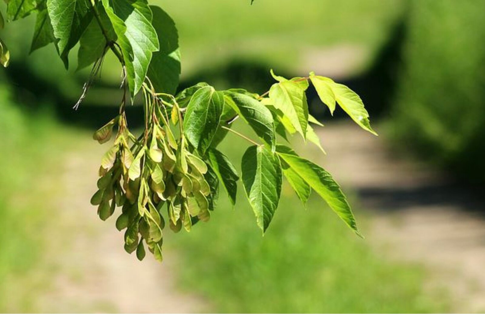Esche : Buchmann Schreinerei AG